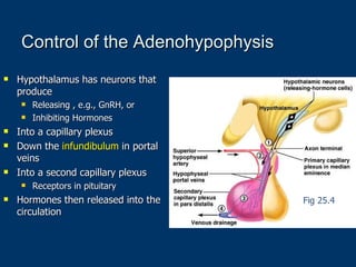 Chapter25 endopart1marieb | PPT