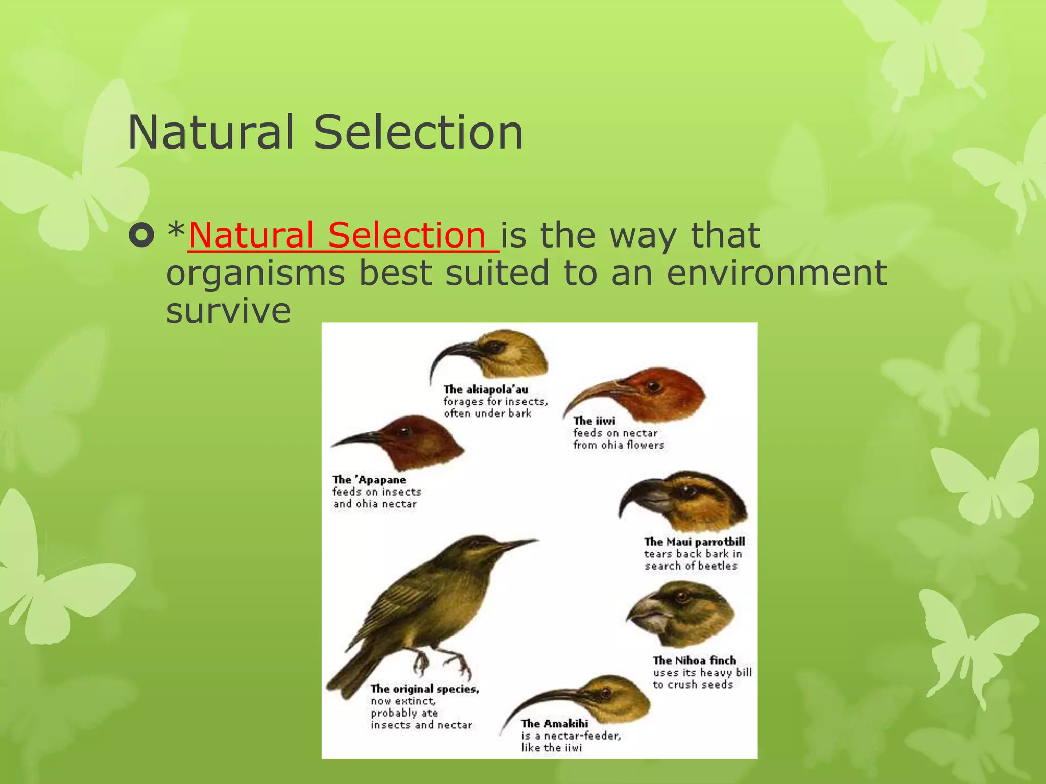 Introduction to Theory of Evolution | PPTX | Biological Sciences | Science