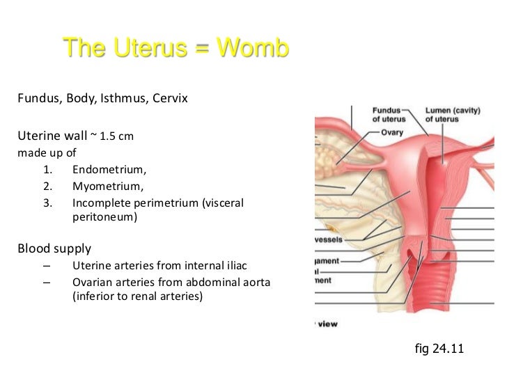 Chapter25 reprofemalemarieb