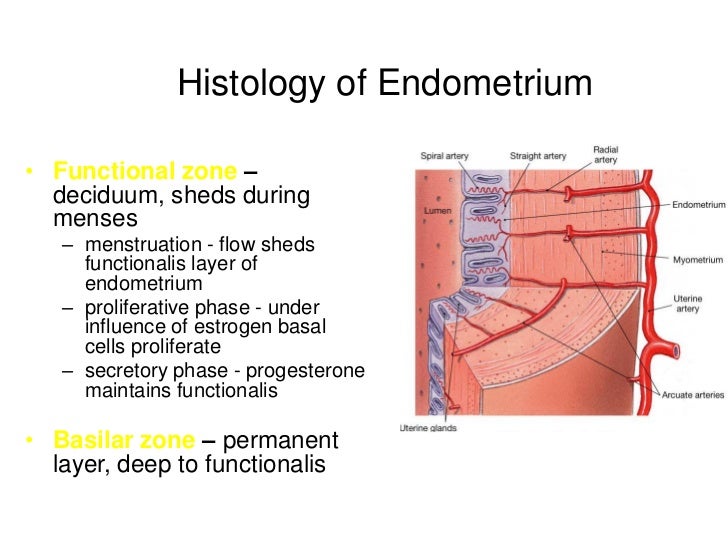 Chapter25 reprofemalemarieb