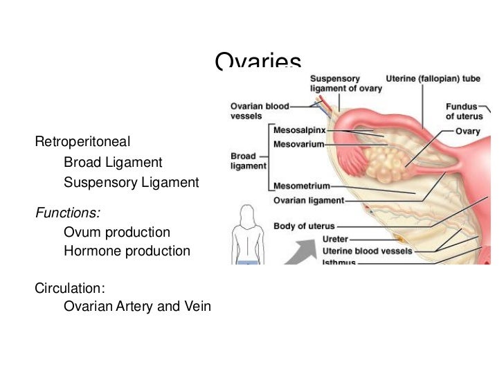 Chapter25 reprofemalemarieb