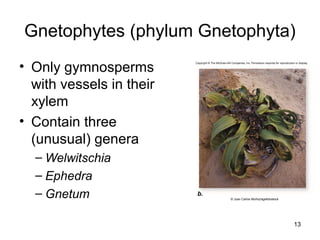 Chapter 26 lecture presentation | PPT