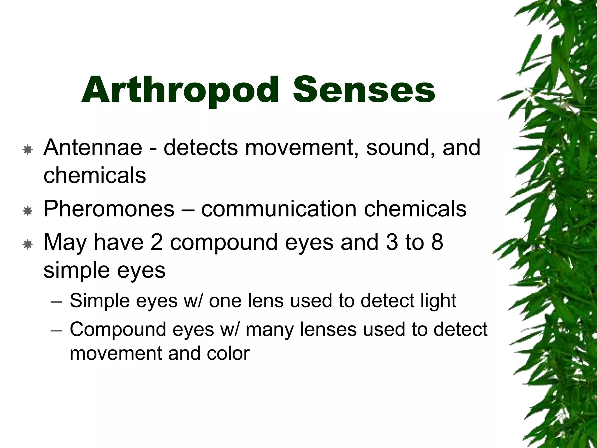 Chapter 26 notes Arthropods.ppt