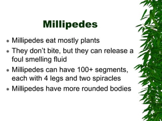 Chapter 26 notes Arthropods.ppt