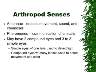 Chapter 26 notes Arthropods.ppt