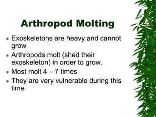 Chapter 26 notes Arthropods.ppt
