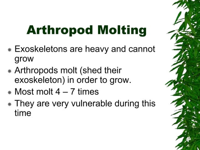 Chapter 26 notes Arthropods.ppt