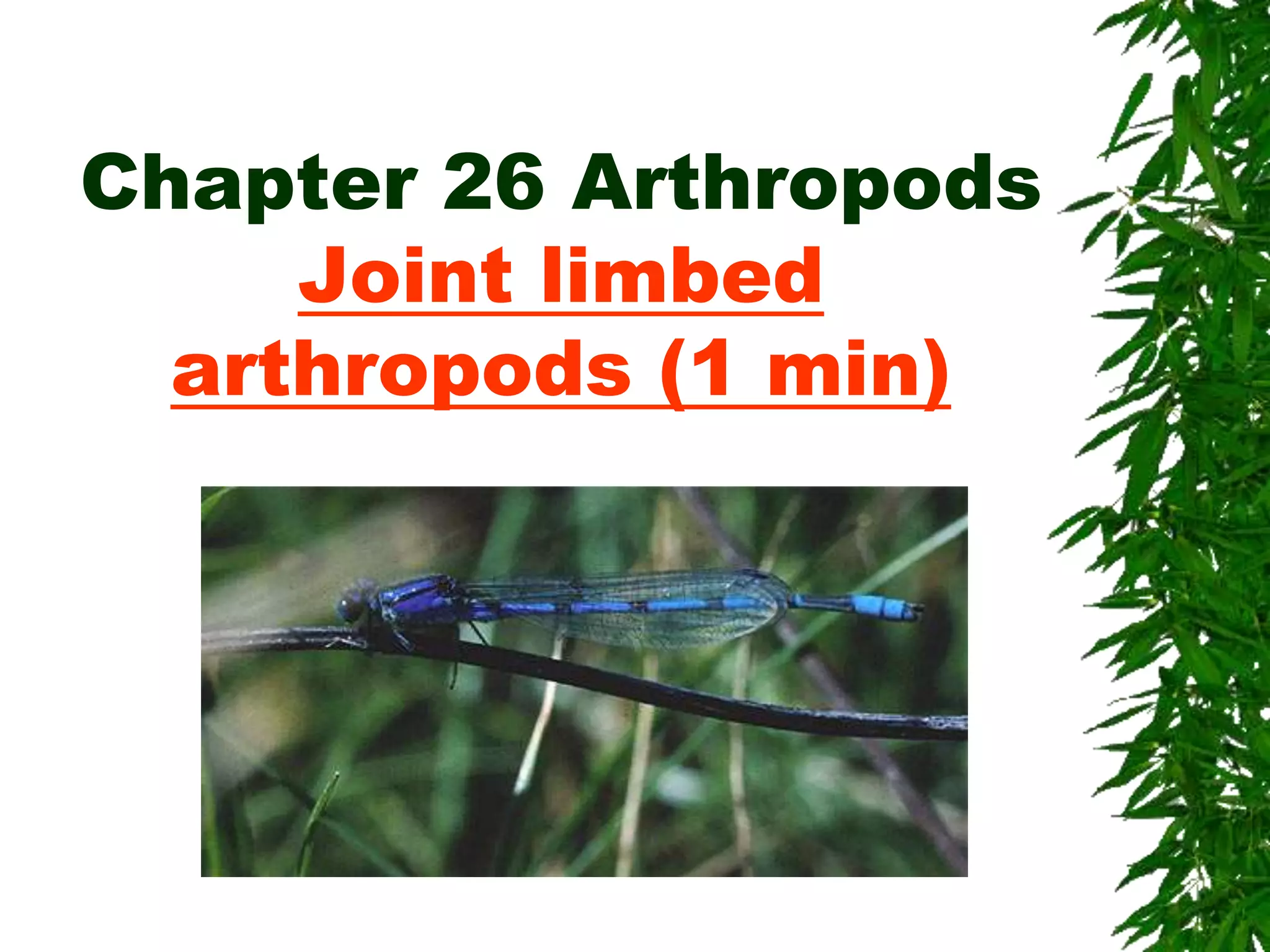 Chapter 26 notes Arthropods.ppt | Biological Sciences | Science