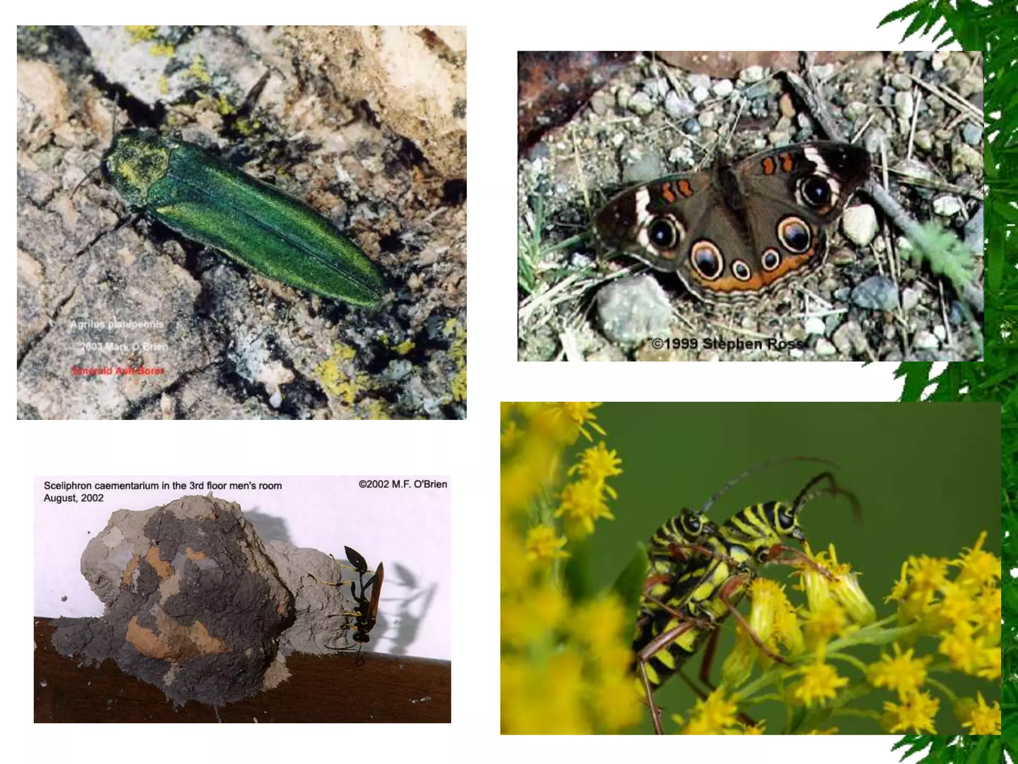 Chapter 26 notes Arthropods.ppt | Biological Sciences | Science