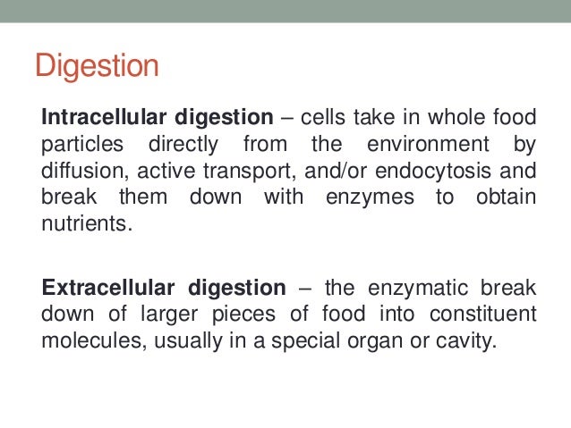 Difference Between Intracellular And Extracellular