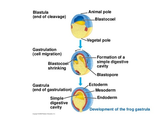 Chapter 27 reproduction [compatibility mode]