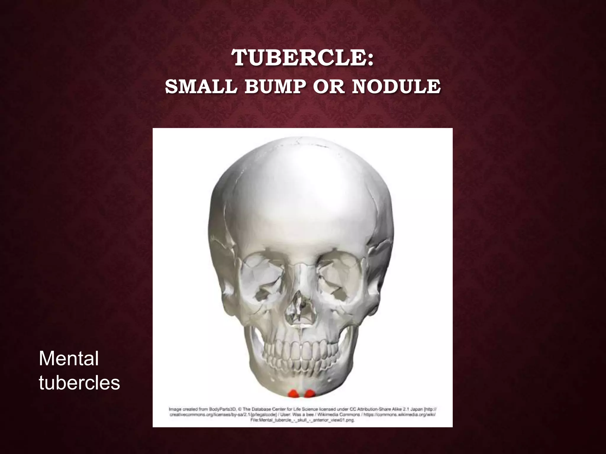 Chapter 27:Normal Anatomy: Intraoral Images | PPTX