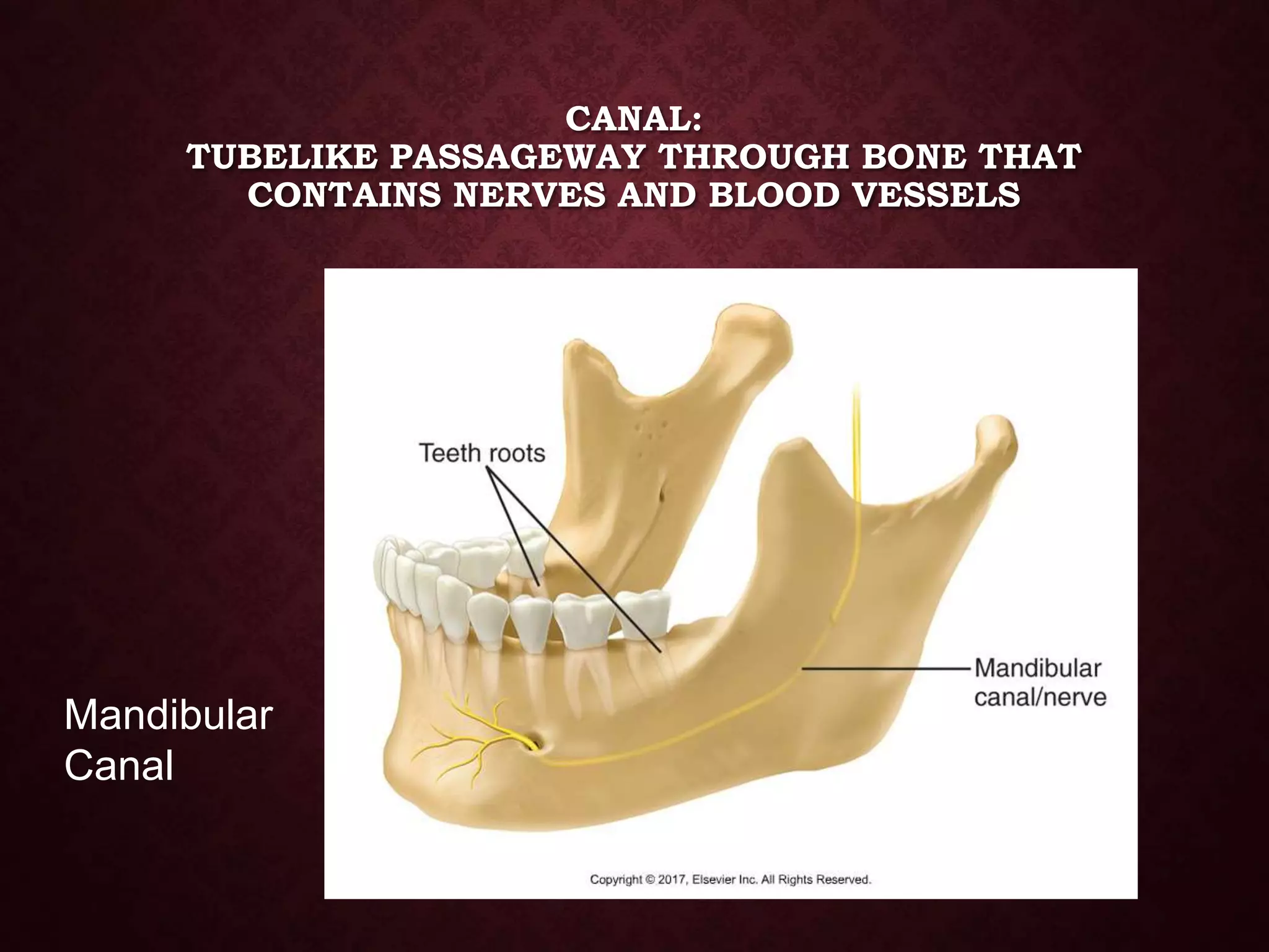 Chapter 27:Normal Anatomy: Intraoral Images | PPTX