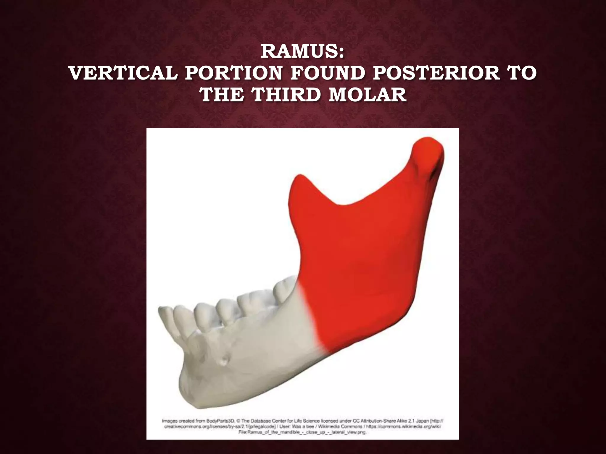 Chapter 27:Normal Anatomy: Intraoral Images | PPTX
