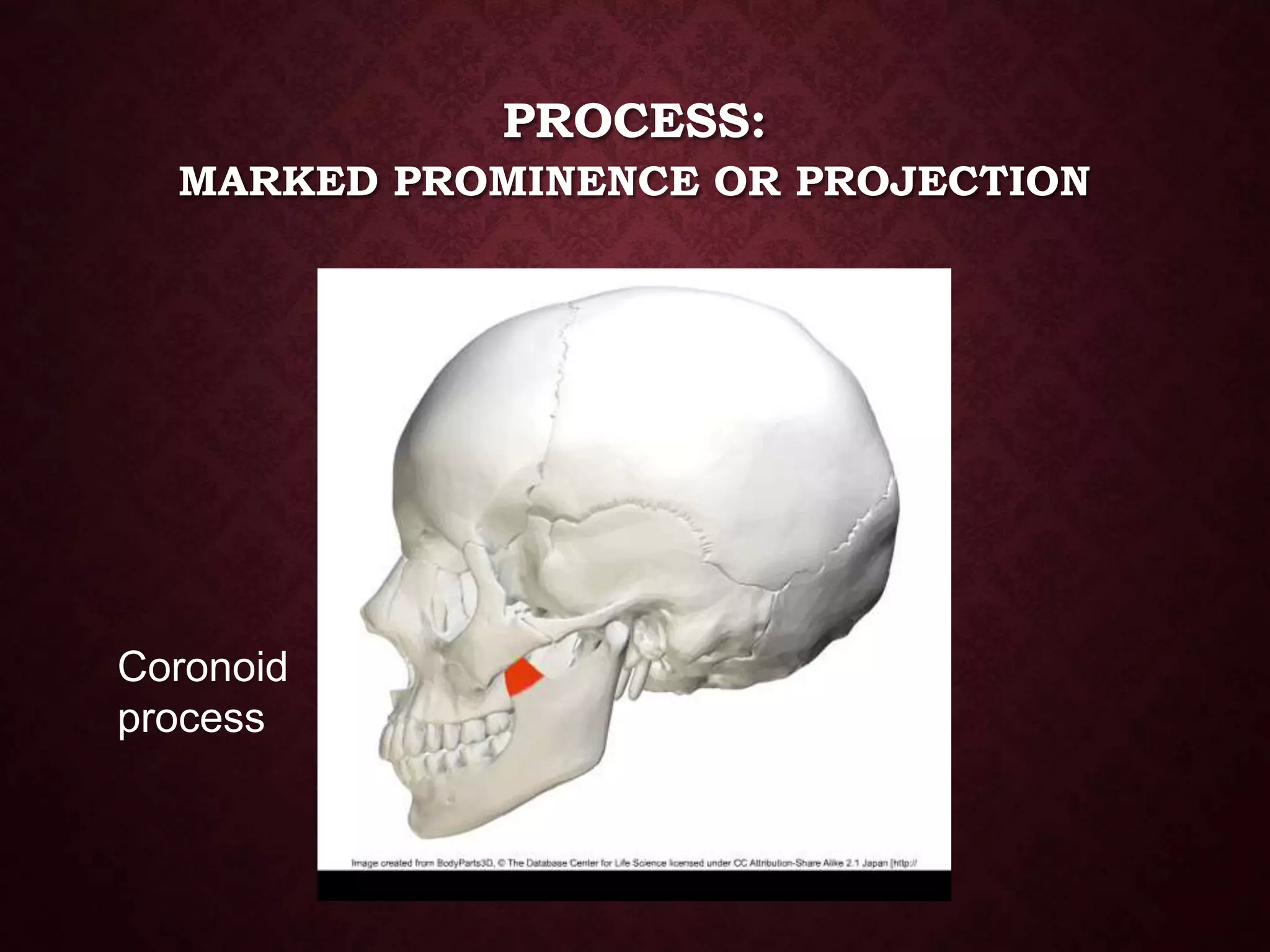 Chapter 27:Normal Anatomy: Intraoral Images | PPTX