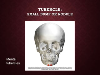 Chapter 27:Normal Anatomy: Intraoral Images | PPTX
