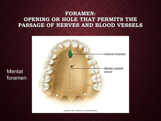 Chapter 27:Normal Anatomy: Intraoral Images | PPTX | Bone and Joint ...