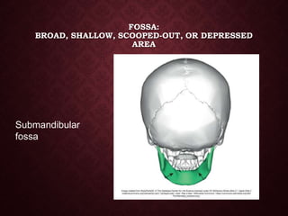 Chapter 27:Normal Anatomy: Intraoral Images | PPTX