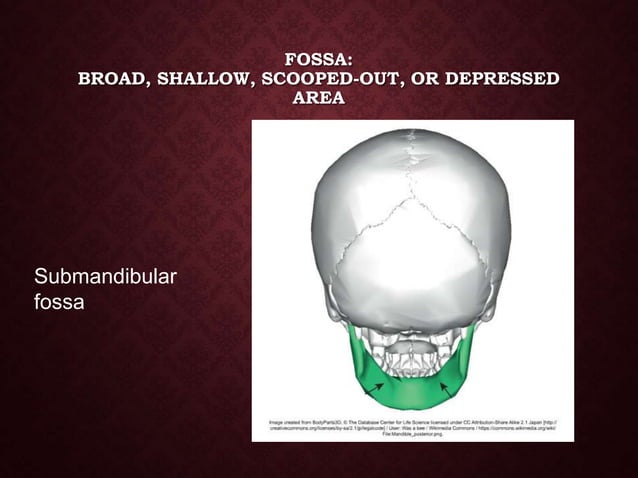 Chapter 27:Normal Anatomy: Intraoral Images | PPTX | Bone and Joint ...