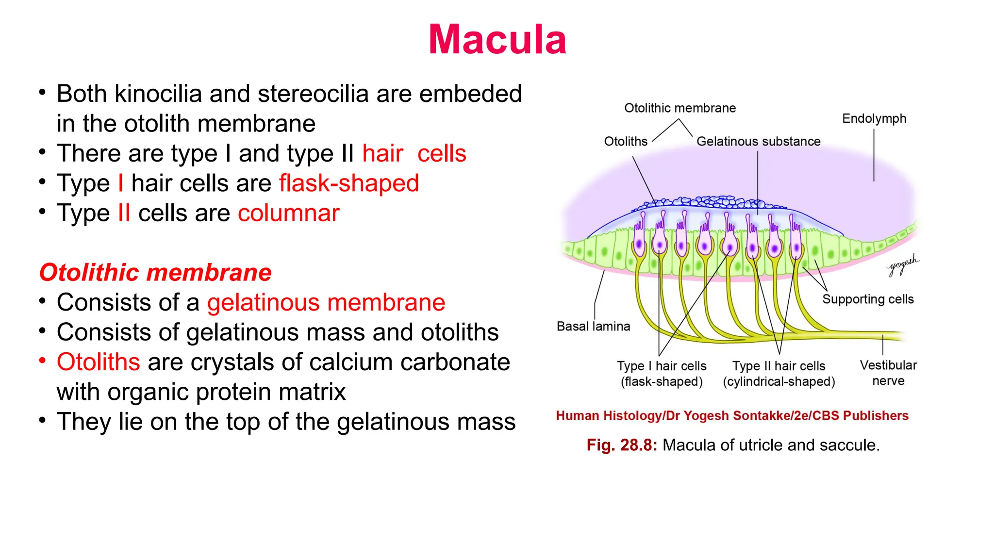 Chapter 28-Special Senses II-Ear & Mouth (1).pptx