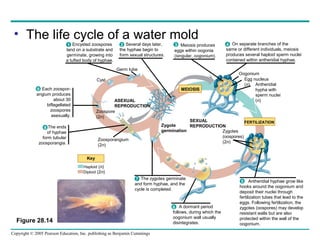 Water Mold Life Cycle