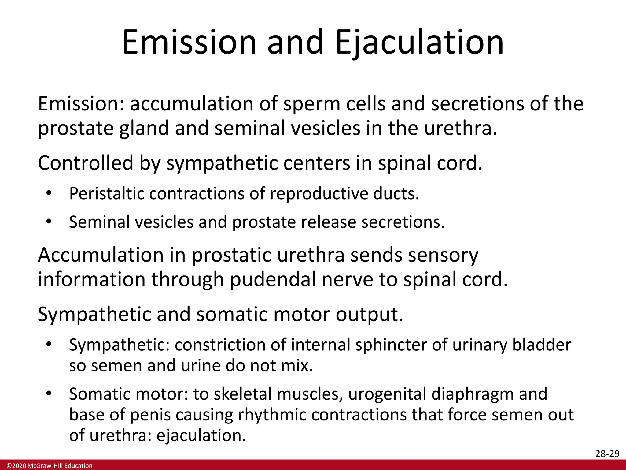 chapter 28 Reproductive System Power Point | PPTX