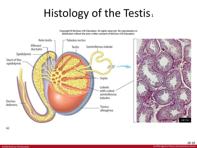chapter 28 Reproductive System Power Point | PPTX | Infertility ...