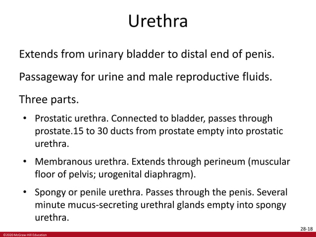 chapter 28 Reproductive System Power Point | PPTX | Infertility ...