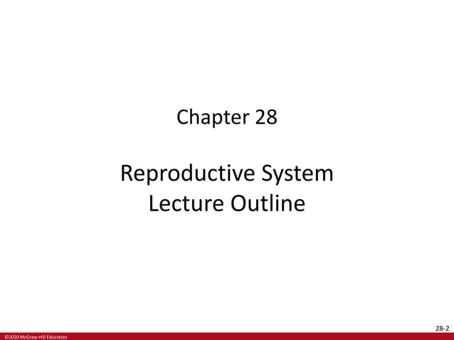 chapter 28 Reproductive System Power Point | PPTX | Infertility ...