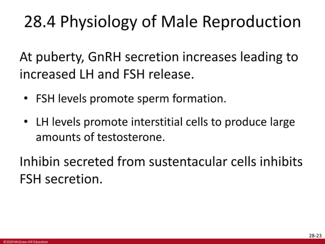 chapter 28 Reproductive System Power Point | PPTX | Infertility ...