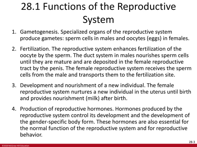 chapter 28 Reproductive System Power Point | PPTX | Infertility ...