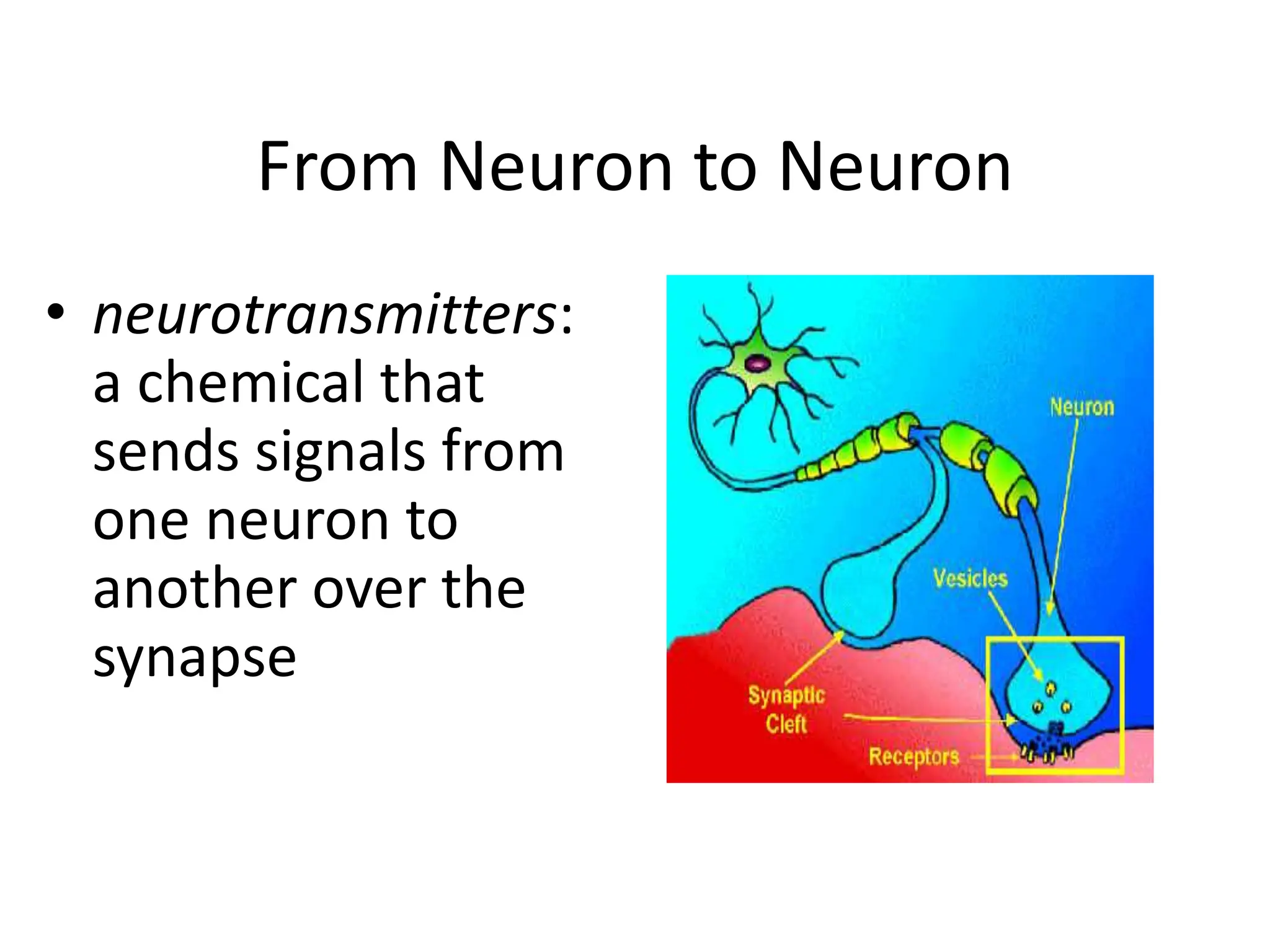 Chapter 28 Intro notes about Neurons 2016 to be used first.pptx