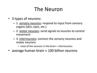Chapter 28 Intro notes about Neurons 2016 to be used first.pptx