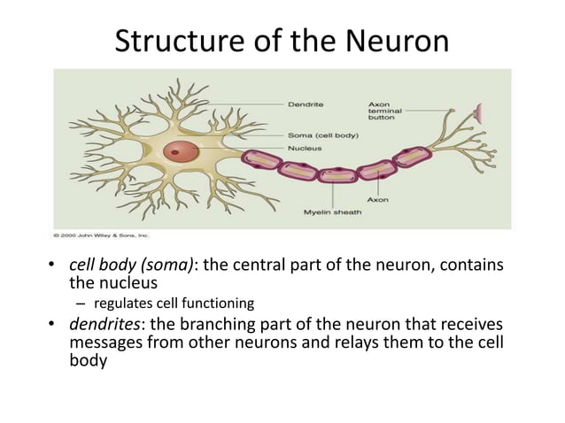 Chapter 28 Intro notes about Neurons 2016 to be used first.pptx