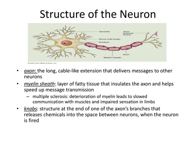 Chapter 28 Intro notes about Neurons 2016 to be used first.pptx