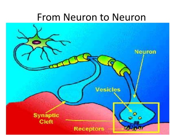 Chapter 28 Intro notes about Neurons 2016 to be used first.pptx