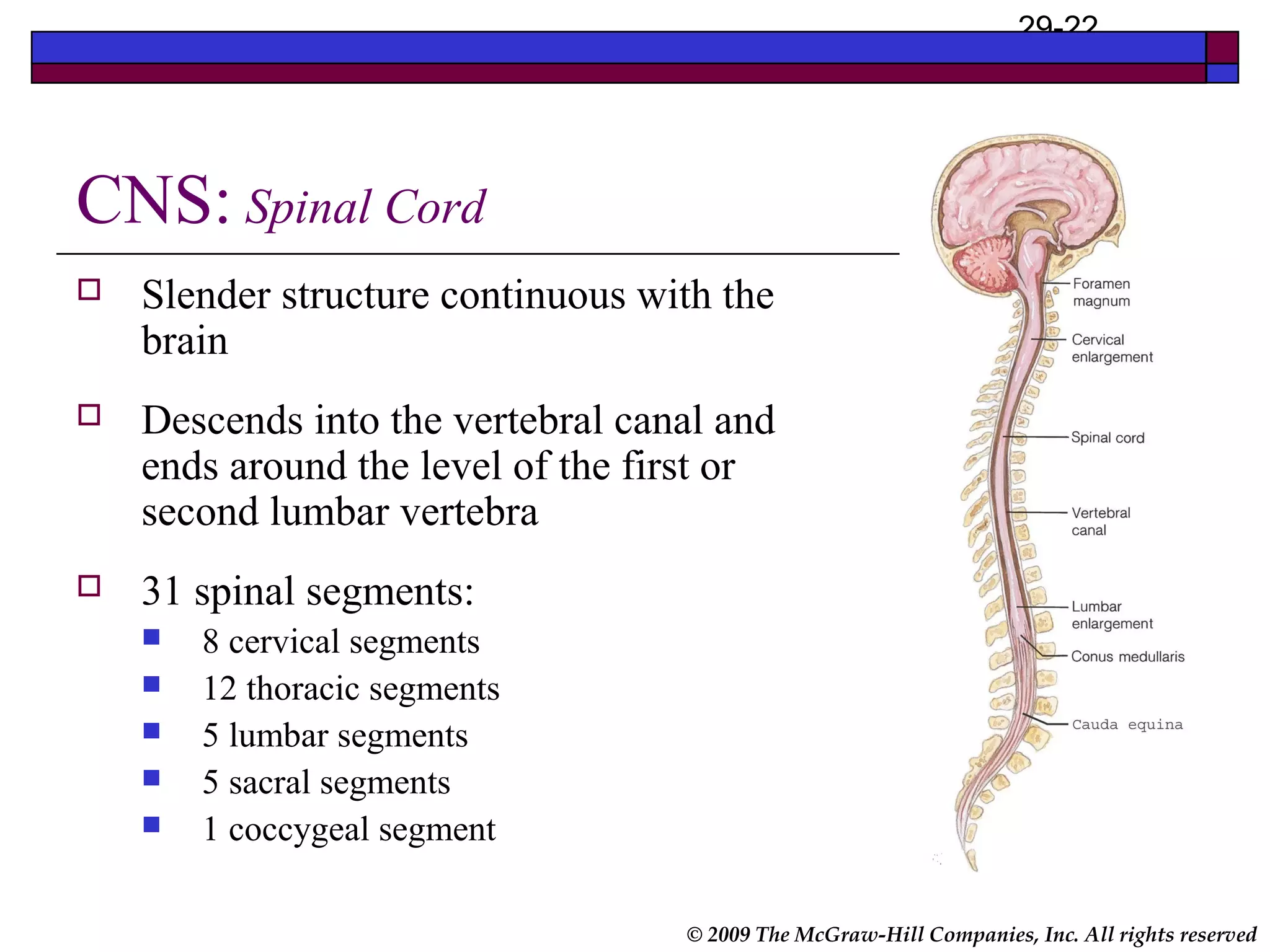 Chapter 29 the_nervous_system | PPT