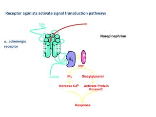 Chapter 2 adrenergic agents by somashekhar m metri | PPTX
