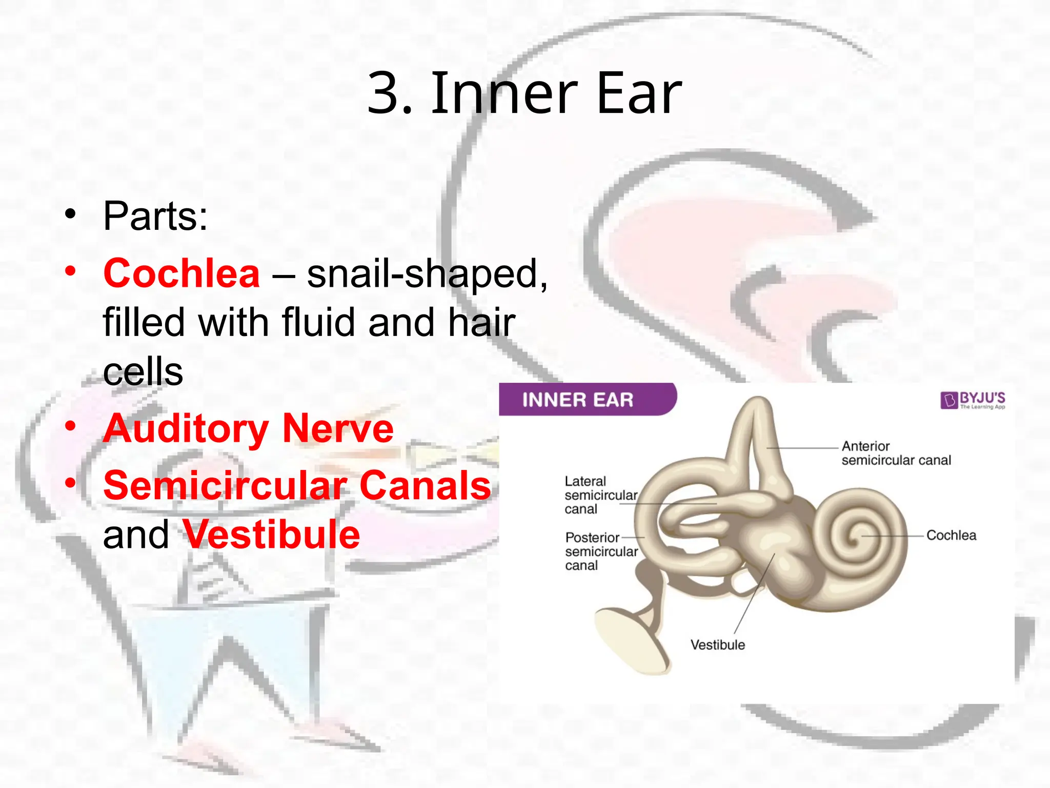 CHAPTER 2 ANATOMY AND PHYSIOLOGY OF EAR.pptx