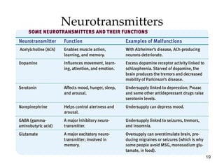 Neurotransmitters And Their Functions Chart