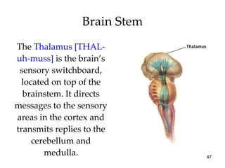 Ap Psychology Brain Diagram