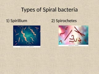 Chapter 2 bacteria shapes and classification.pptx