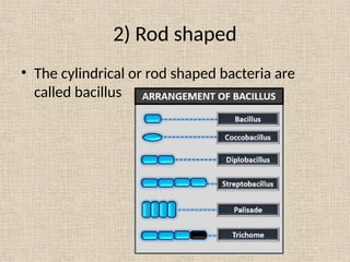 Chapter 2 bacteria shapes and classification.pptx