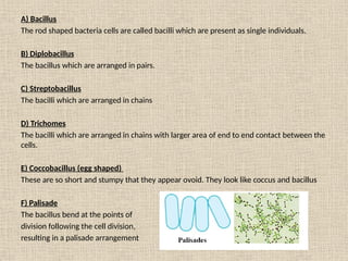 Chapter 2 bacteria shapes and classification.pptx