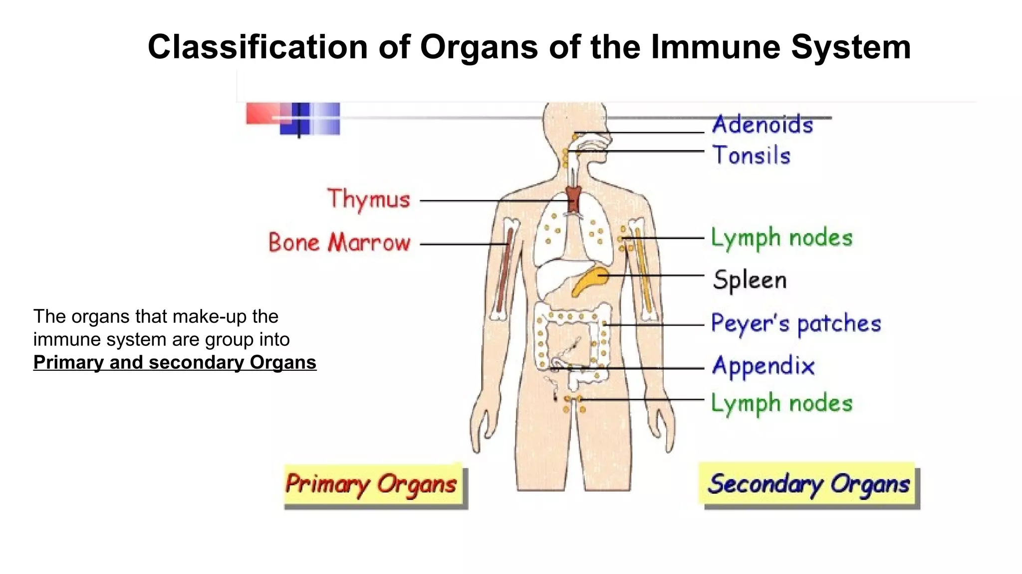 Chapter 2 Basic Immunology ( Cells & Organs) | PPT