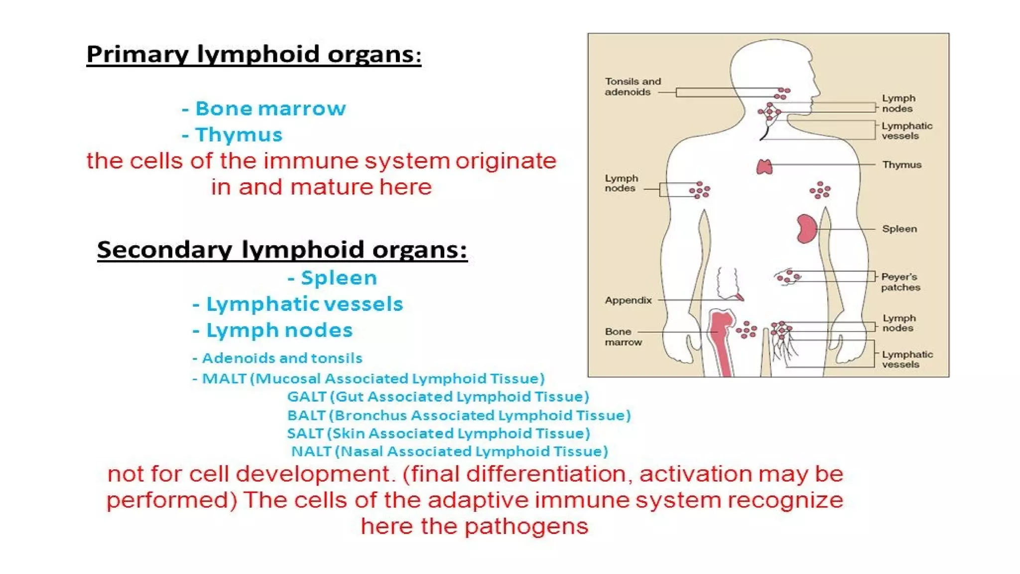Chapter 2 Basic Immunology ( Cells & Organs) | PPT