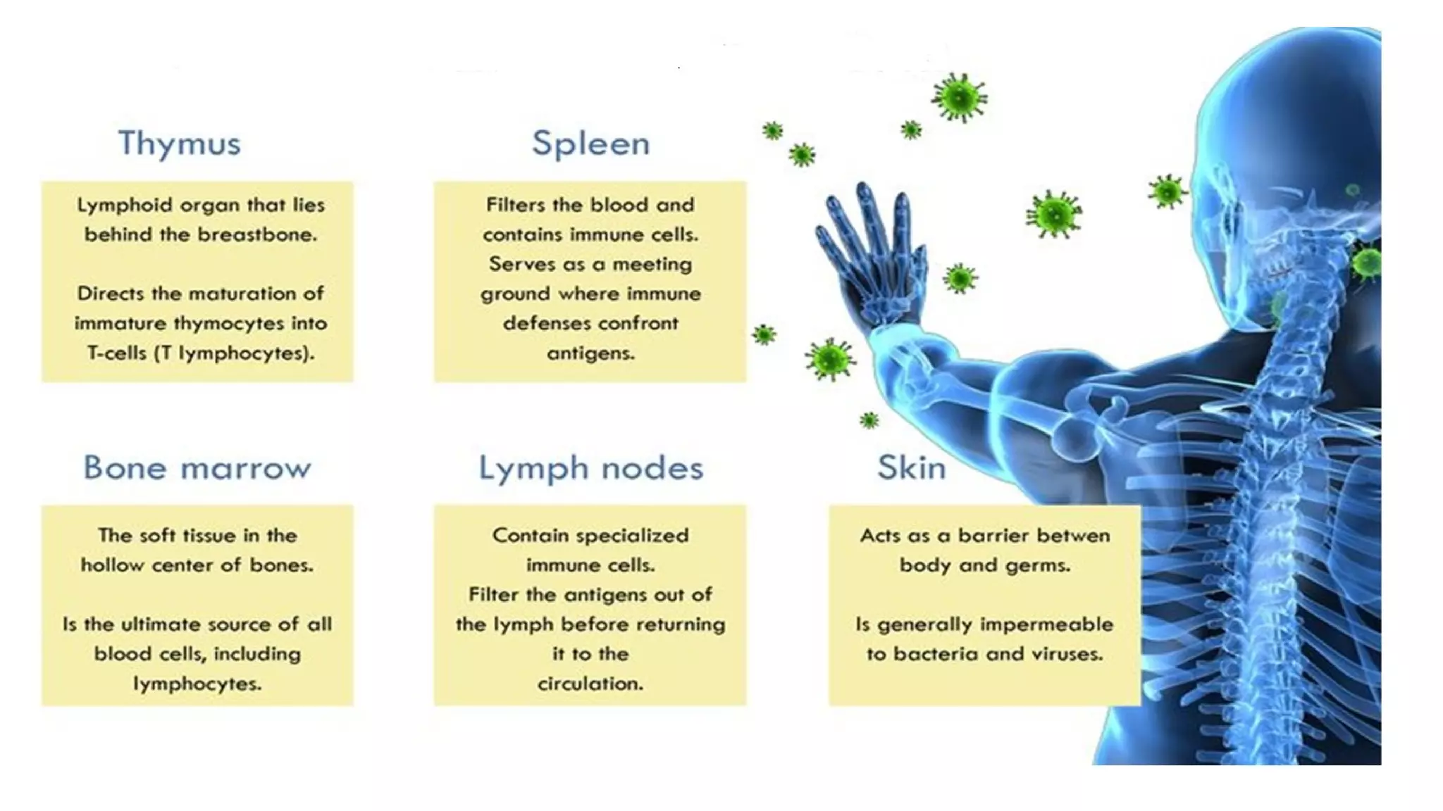 Chapter 2 Basic Immunology ( Cells & Organs) | PPT