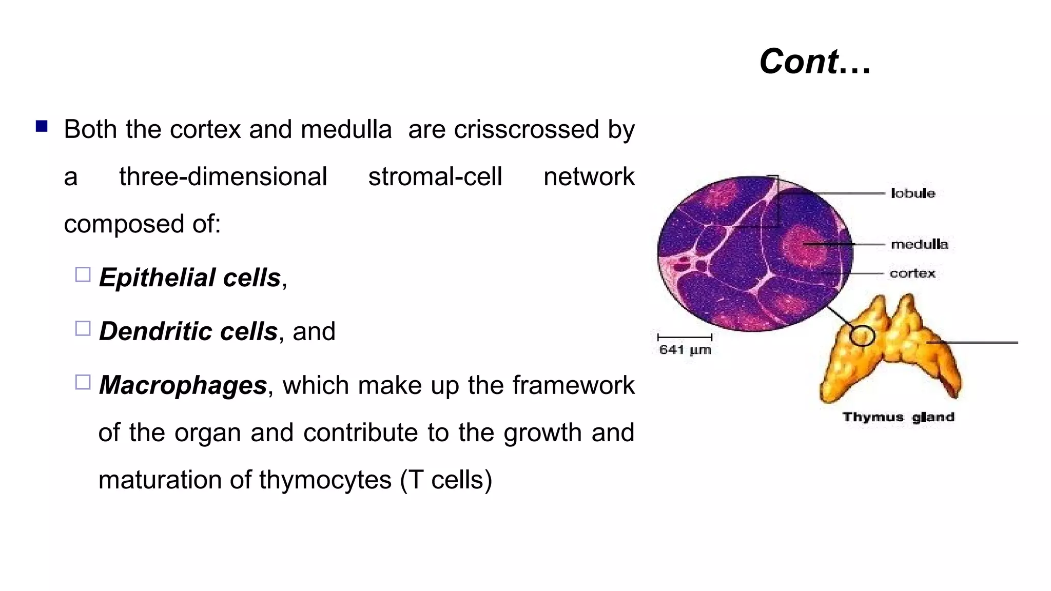 Chapter 2 Basic Immunology ( Cells & Organs) | PPT