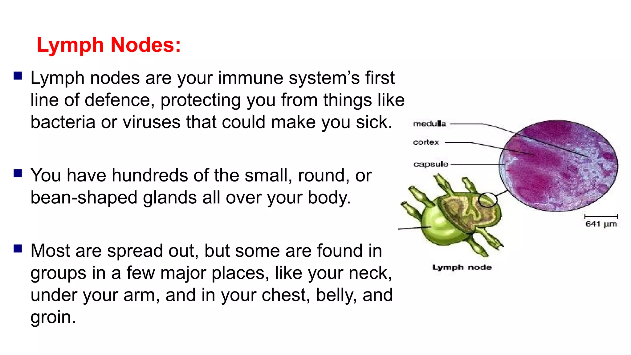 Chapter 2 Basic Immunology ( Cells & Organs) | PPT
