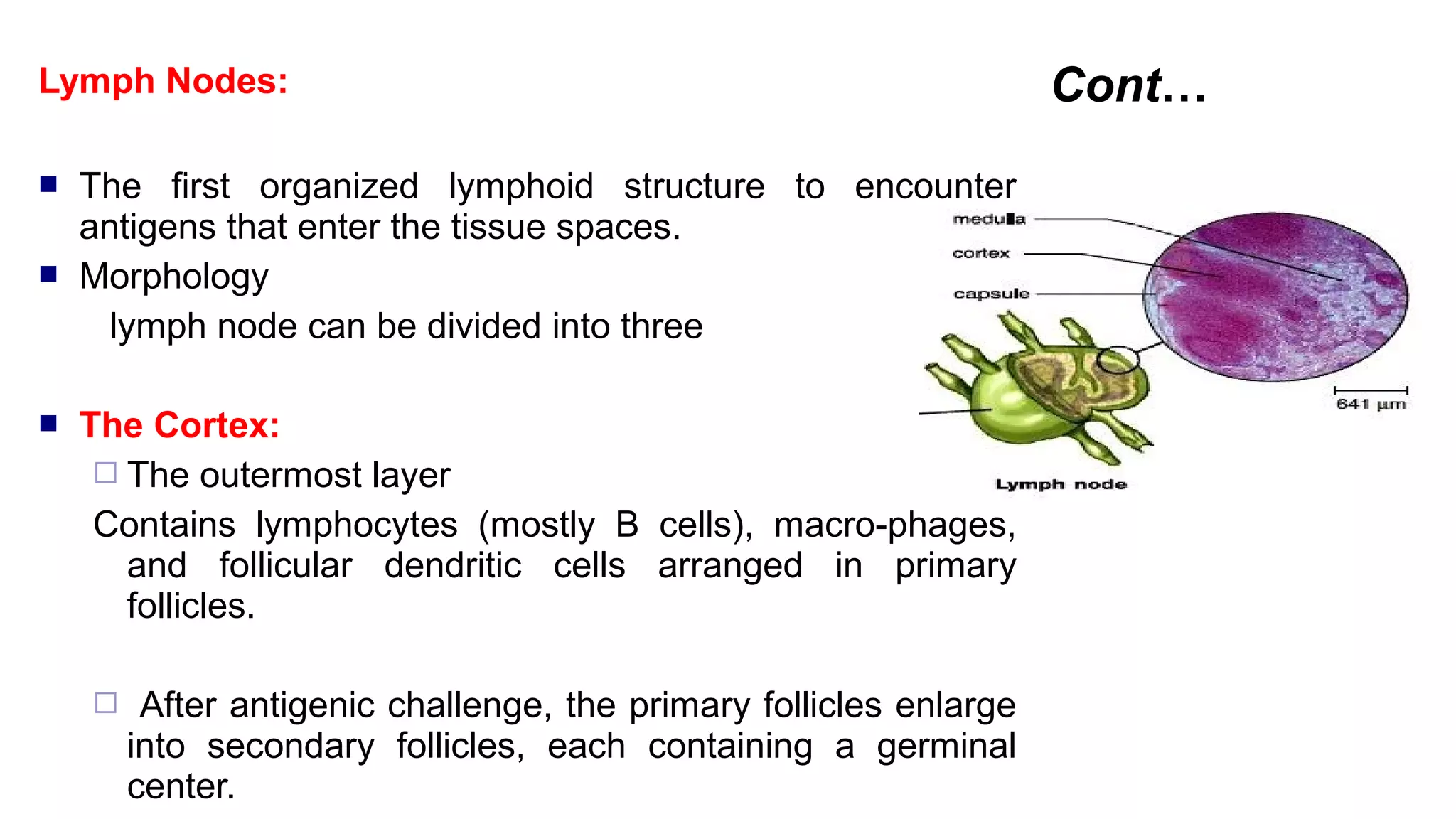 Chapter 2 Basic Immunology ( Cells & Organs) | PPT